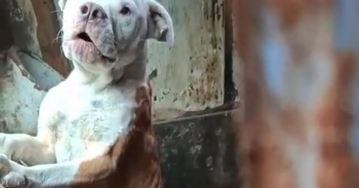 Acht zwaar verwaarloosde dieren gevonden in hok vol poep en schimmel ...