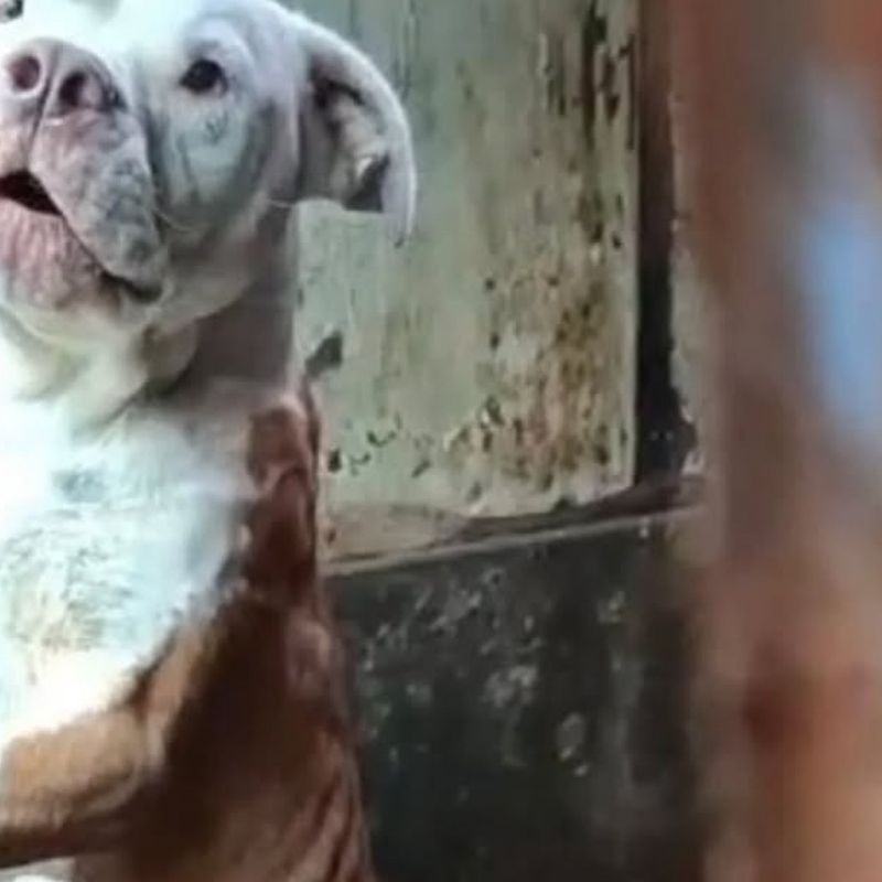 Acht zwaar verwaarloosde dieren gevonden in hok vol poep en schimmel ...