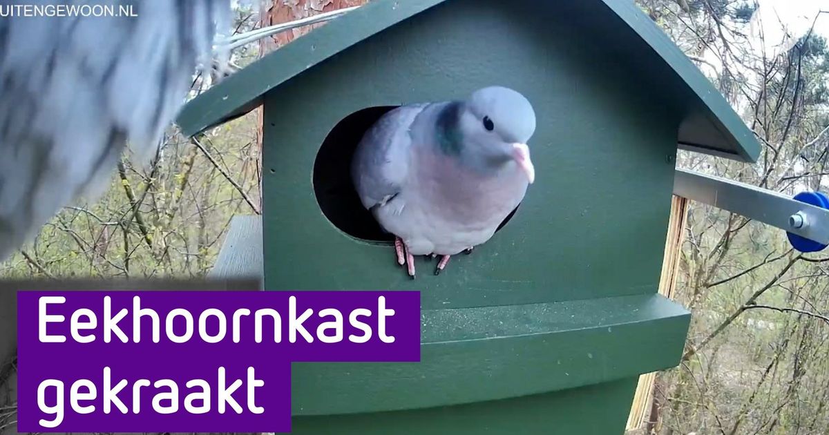 Eekhoornkast gekraakt door twee holenduiven - Omroep Gelderland