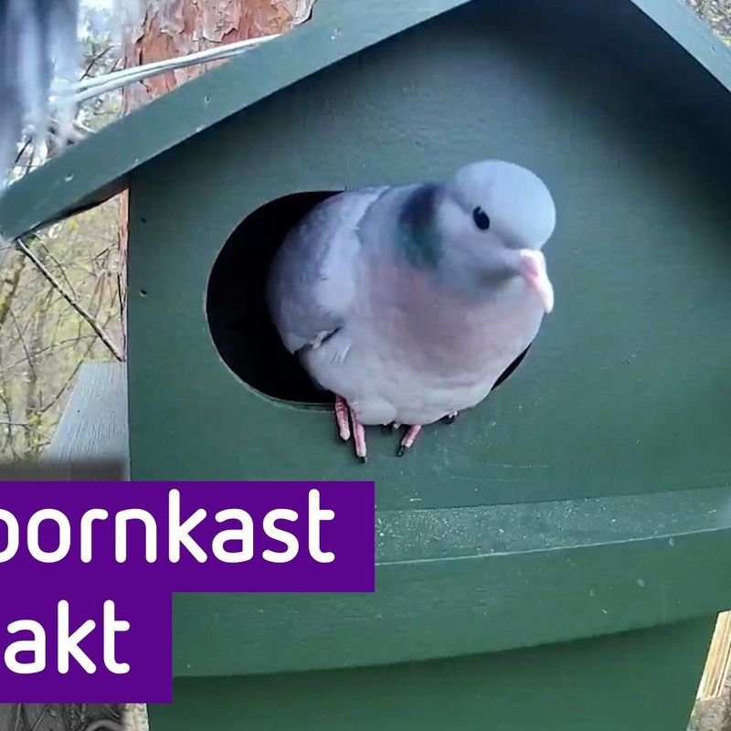 Eekhoornkast gekraakt door twee holenduiven - Omroep Gelderland