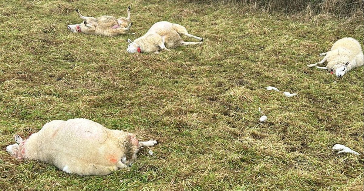 Schapenhouders bezorgd om wolf, al laat duidelijkheid nog weken op zich ...