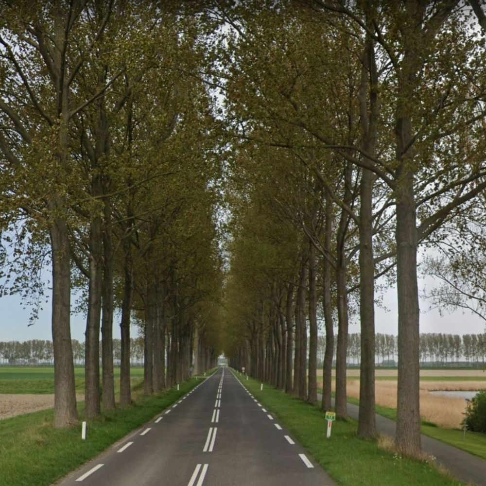 Dijk met bomen bij Wolphaartsdijk voorlopig gespaard - Omroep Zeeland