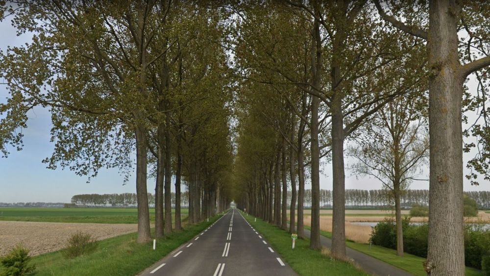 Dijk met bomen bij Wolphaartsdijk voorlopig gespaard - Omroep Zeeland
