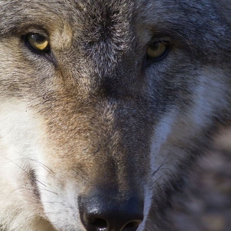 Wolf gezien langs Drents-Friese grens - RTV Drenthe