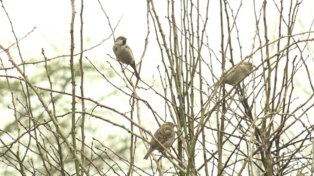 Wat weet jij over de mus? Maak de quiz! - RTV Drenthe
