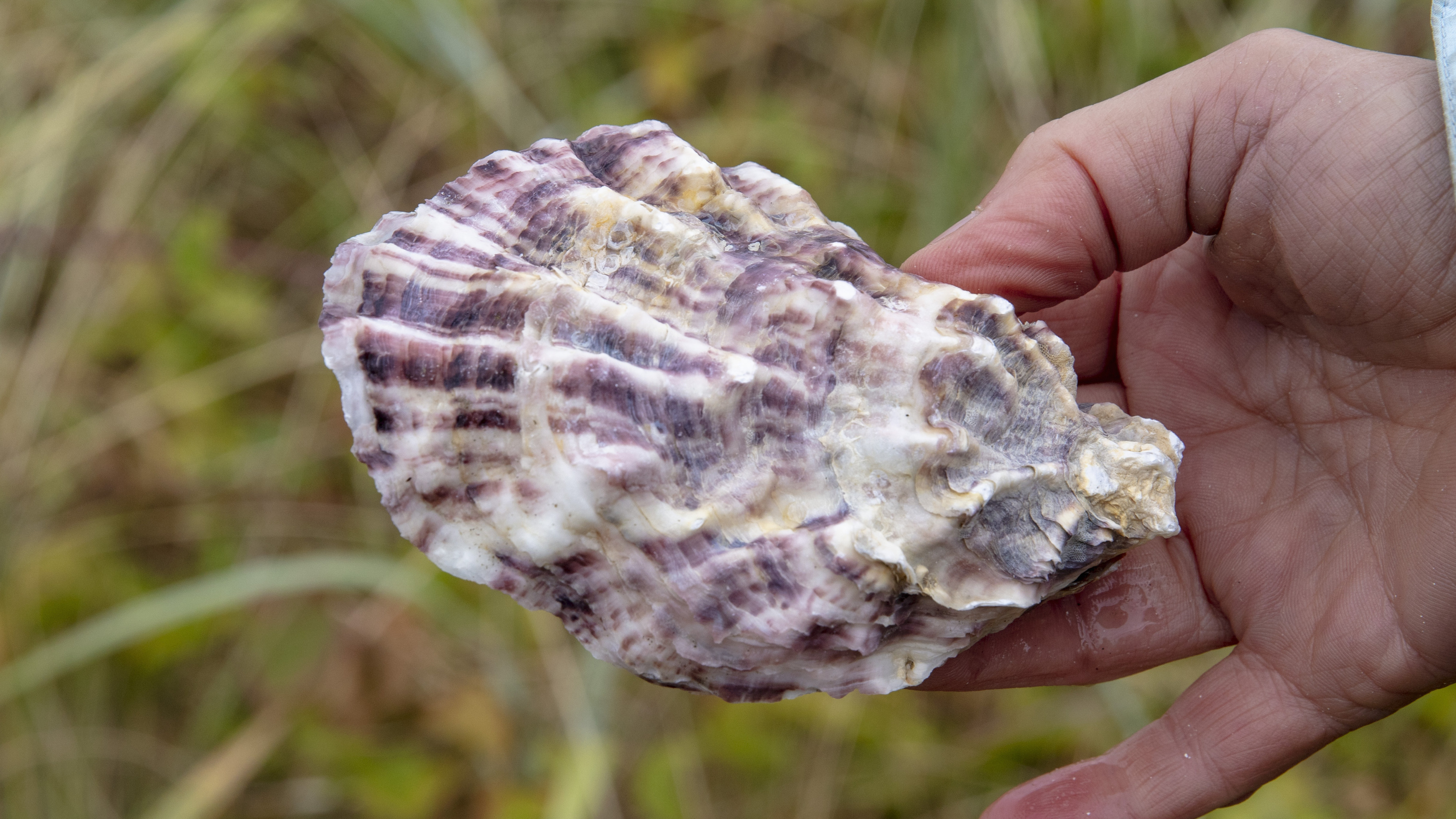 Japanse oesters belandden per ongeluk in de Waddenzee: "En ze gaan ook ...