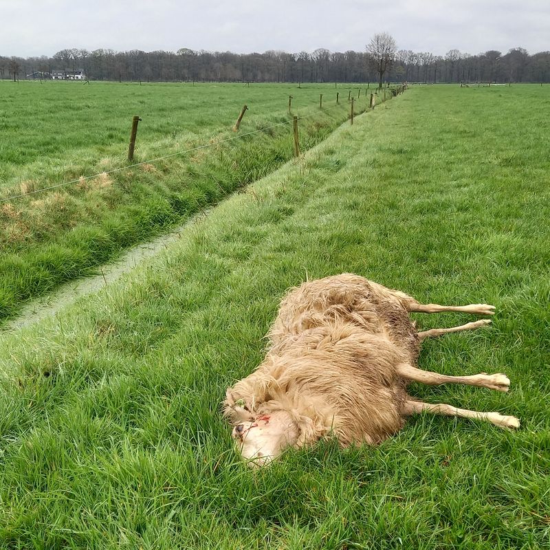 Negen dode schapen en geiten gevonden bij landgoed in Leusden ...