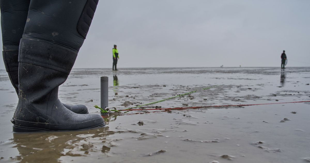 Verenigde Naties opgeroepen om zoutwinning onder Waddenzee te stoppen ...