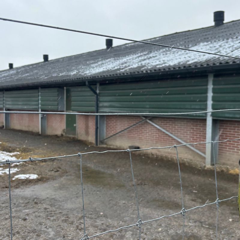 De vrije uitloopkalkoen wacht de kerst af in de stal - L1 Nieuws