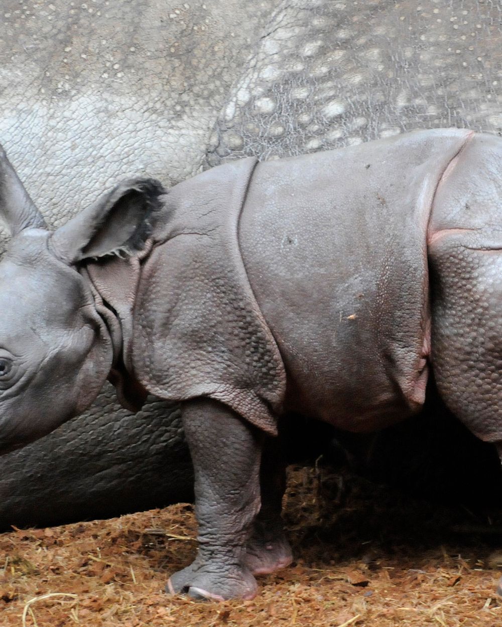Waarom is neushoorn hoorn meer waard dan goud? - Rijnmond