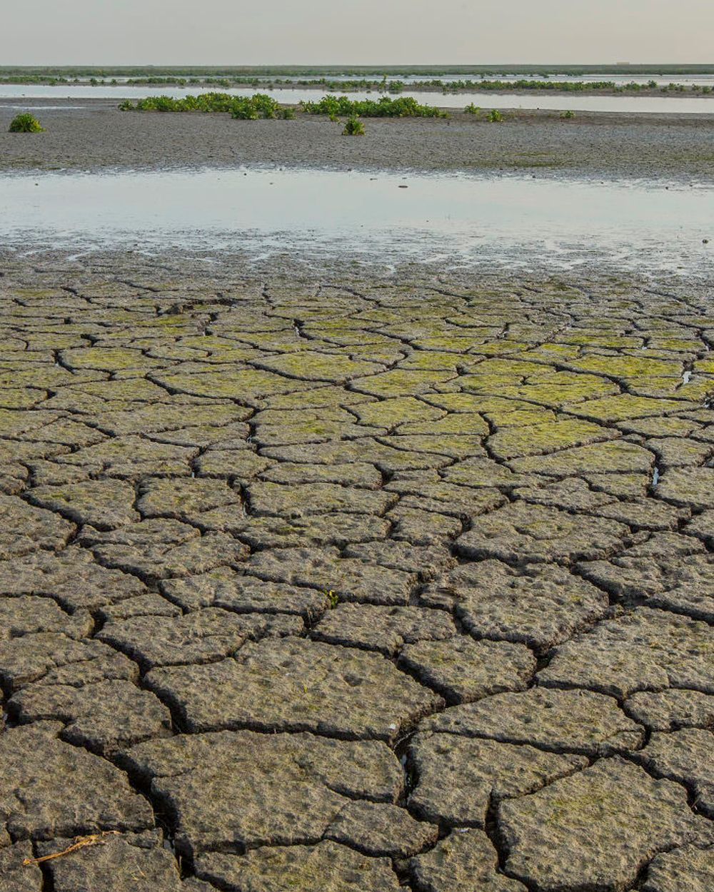 Natuur in de problemen door droogte, 'Schrijnend om te zien hoeveel ...