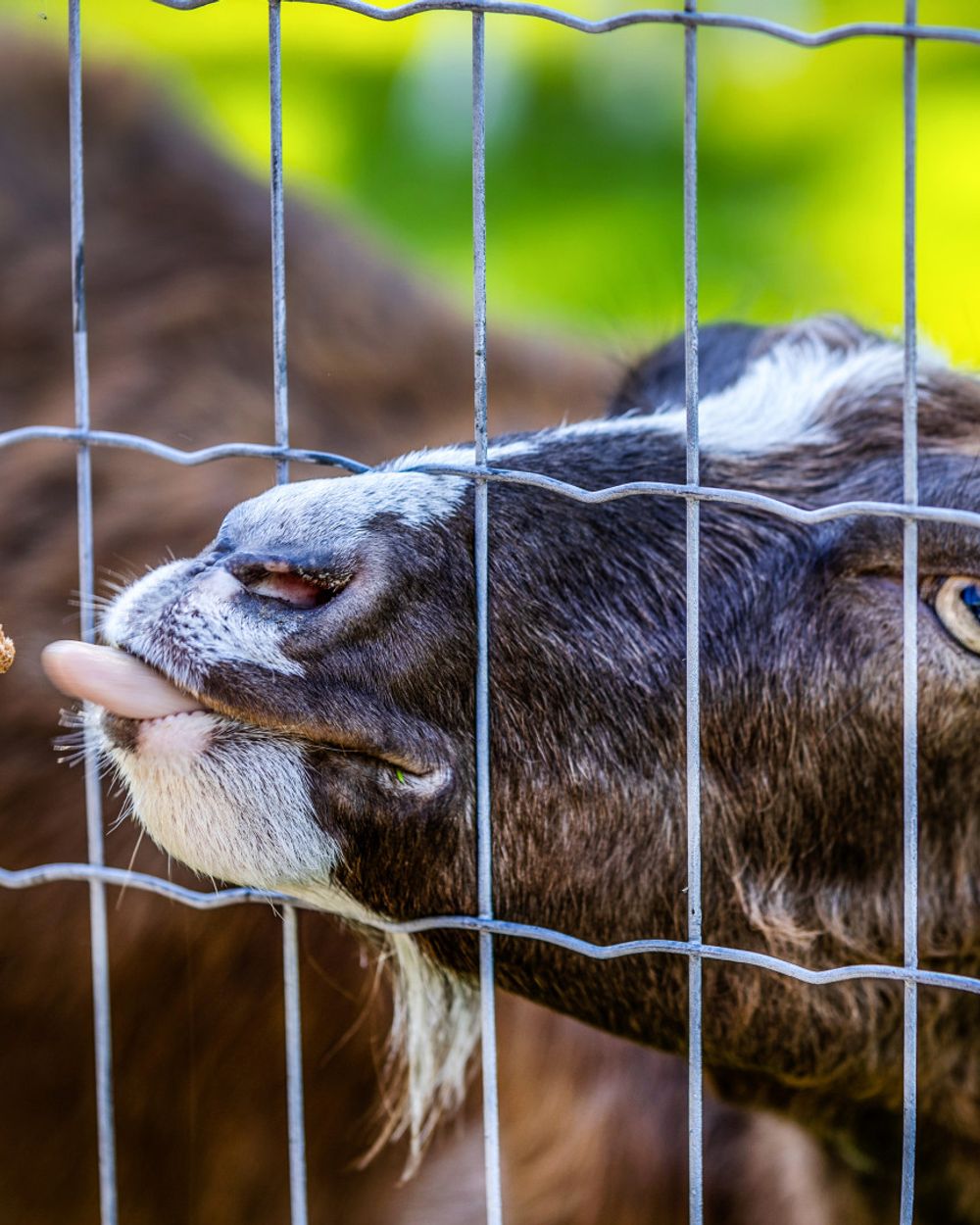 Dieren (slecht) eten voeren vanwege je geloof? Daar is nu een oplossing ...