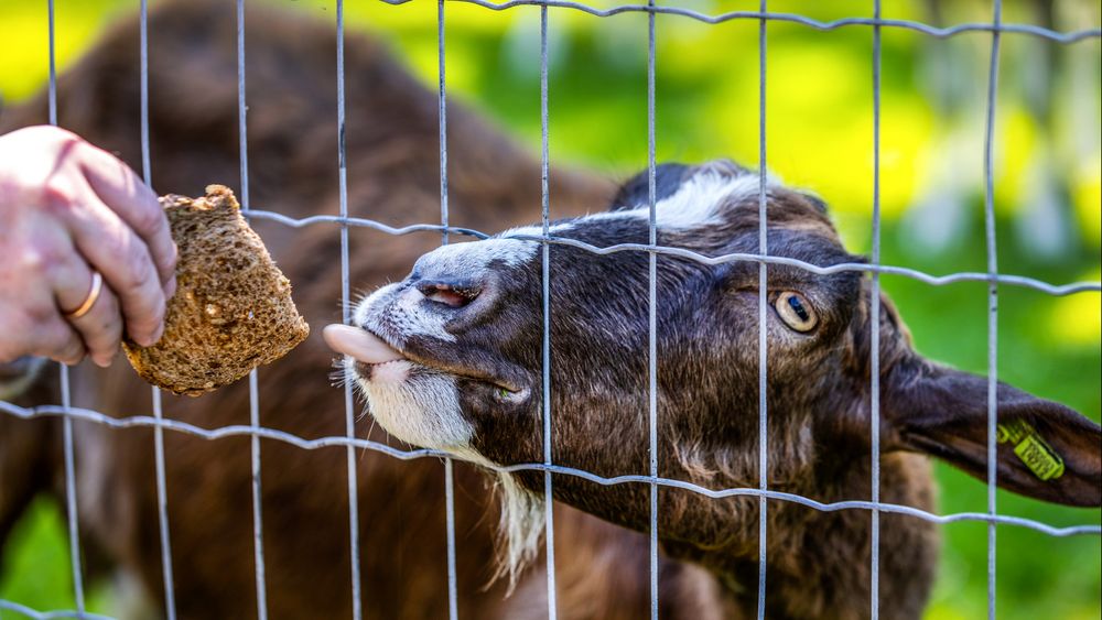 Dieren (slecht) eten voeren vanwege je geloof? Daar is nu een oplossing ...