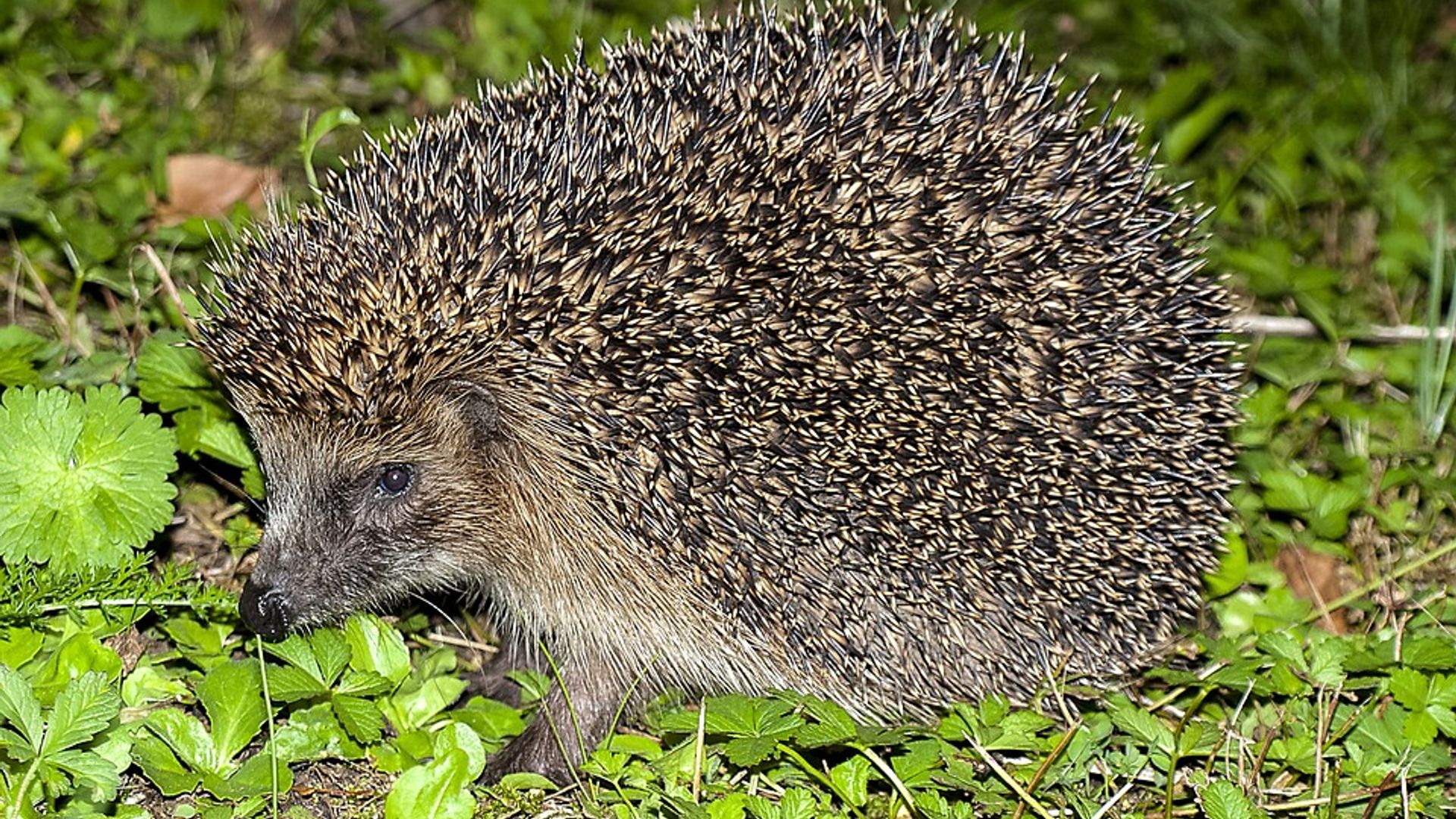 Schelpen tellen in Chris Natuurlijk van 23 maart - Rijnmond