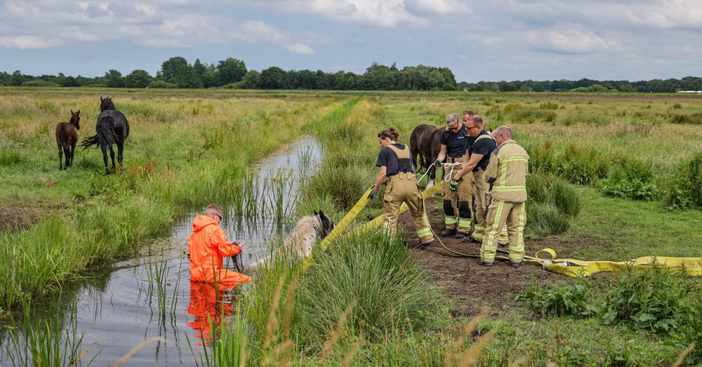 Paard uit sloot gered in Haren - RTV Noord