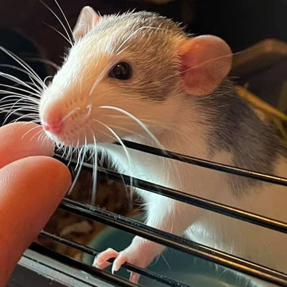 64 tamme ratten gered uit Veendammer woning: 'Ze zijn uitgehongerd ...