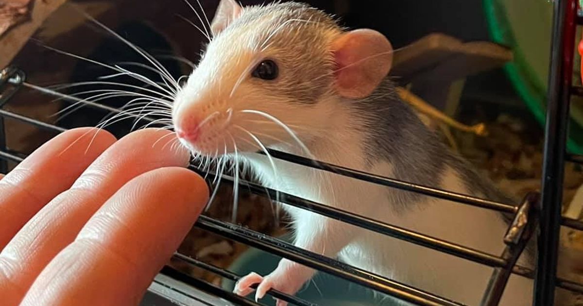 64 tamme ratten gered uit Veendammer woning: 'Ze zijn uitgehongerd ...