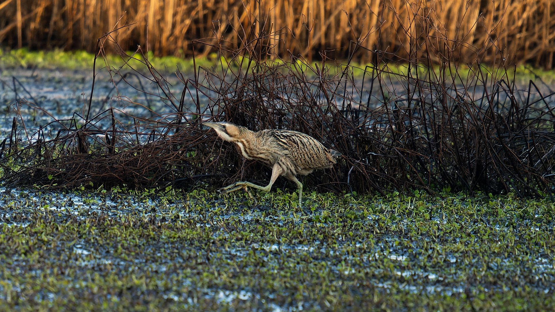 Waterrijke Onlanden paradijs voor roerdomp, maar zwemt de vogel ook ...