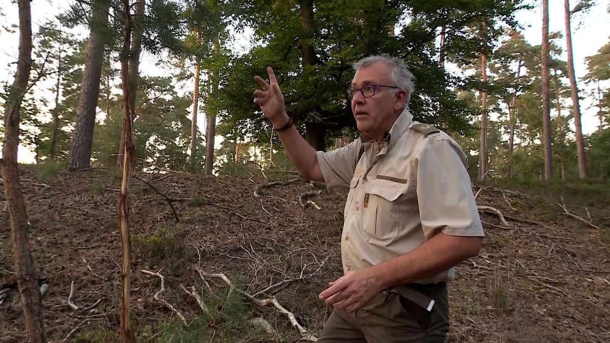 Bekende boswachter Henk (64) overleden - Omroep Gelderland