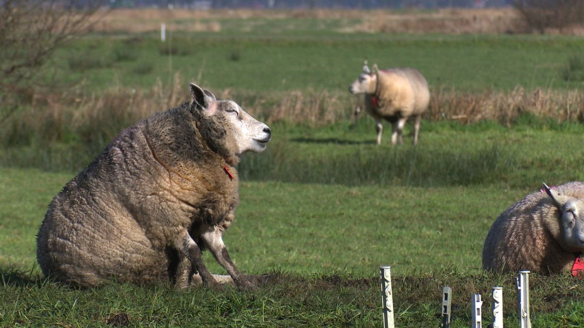 Politie Rijssen geeft het goede voorbeeld: schaap op de rug, zet hem ...