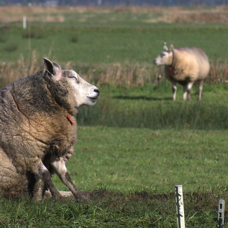 Politie Rijssen geeft het goede voorbeeld: schaap op de rug, zet hem ...