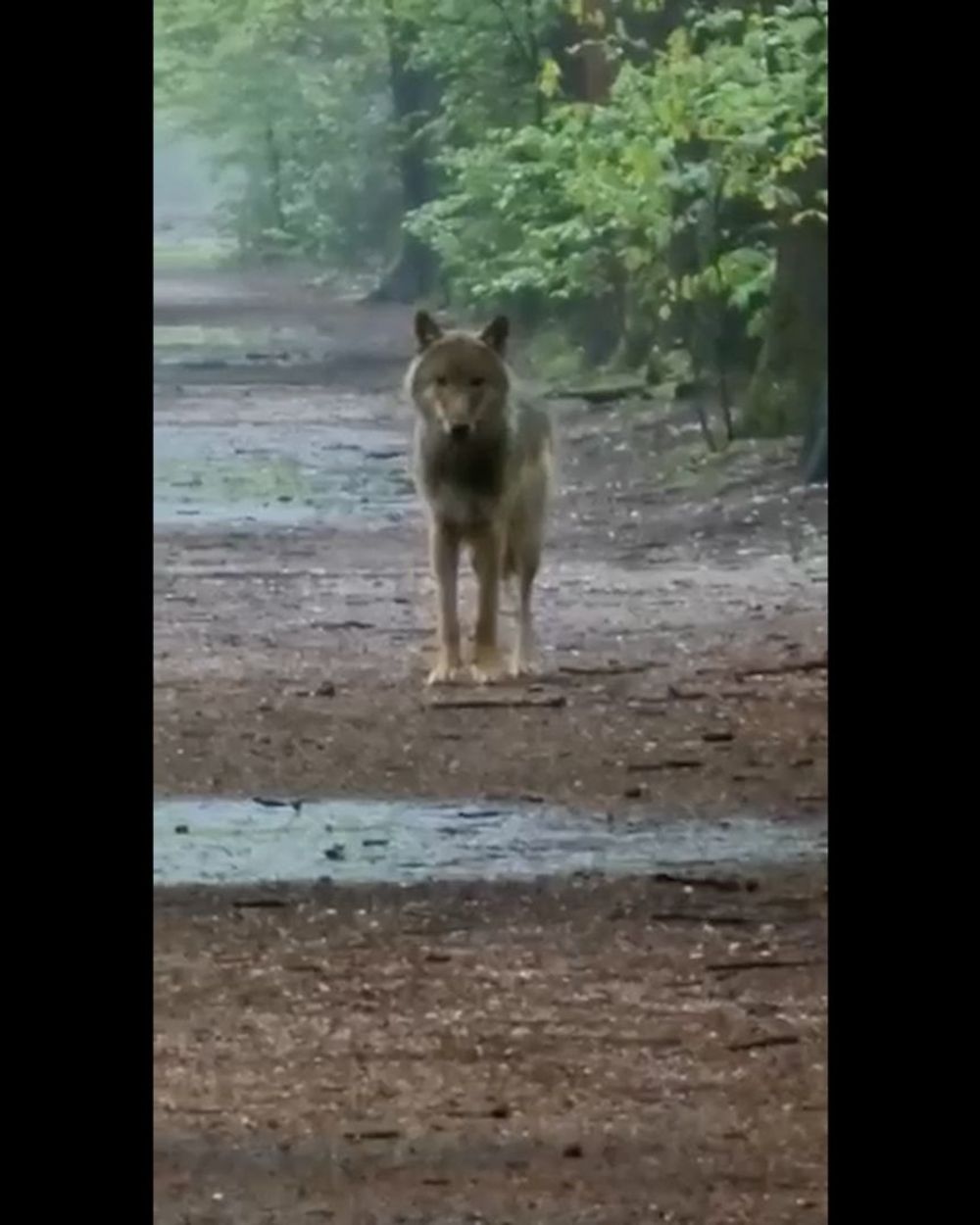 Mogelijke wolf gezien bij Zeist, boswachter enthousiast: 'Alleen bang ...