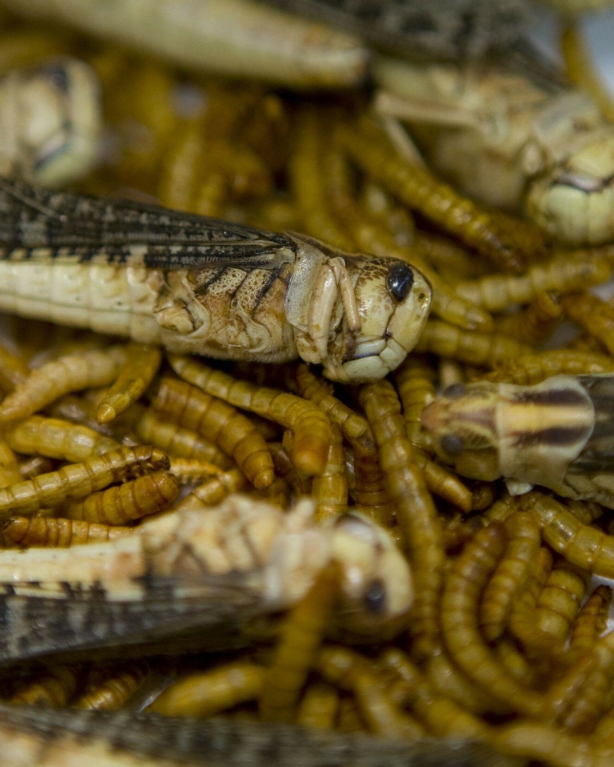Insectenkwekerij Wadudu kan doorgaan in Beilen - RTV Drenthe