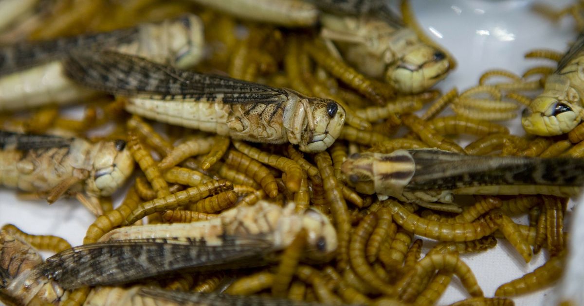 Insectenkwekerij Wadudu kan doorgaan in Beilen - RTV Drenthe