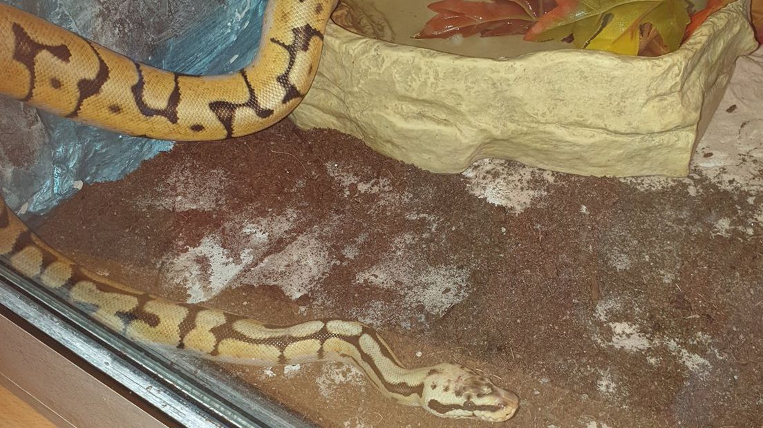 Studenten opgeschrikt door koningspython - Omroep West