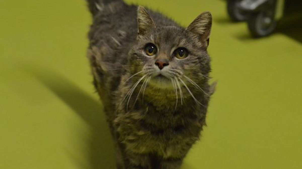 Dierenasiel Harmelen stampvol kittens - RTV Utrecht
