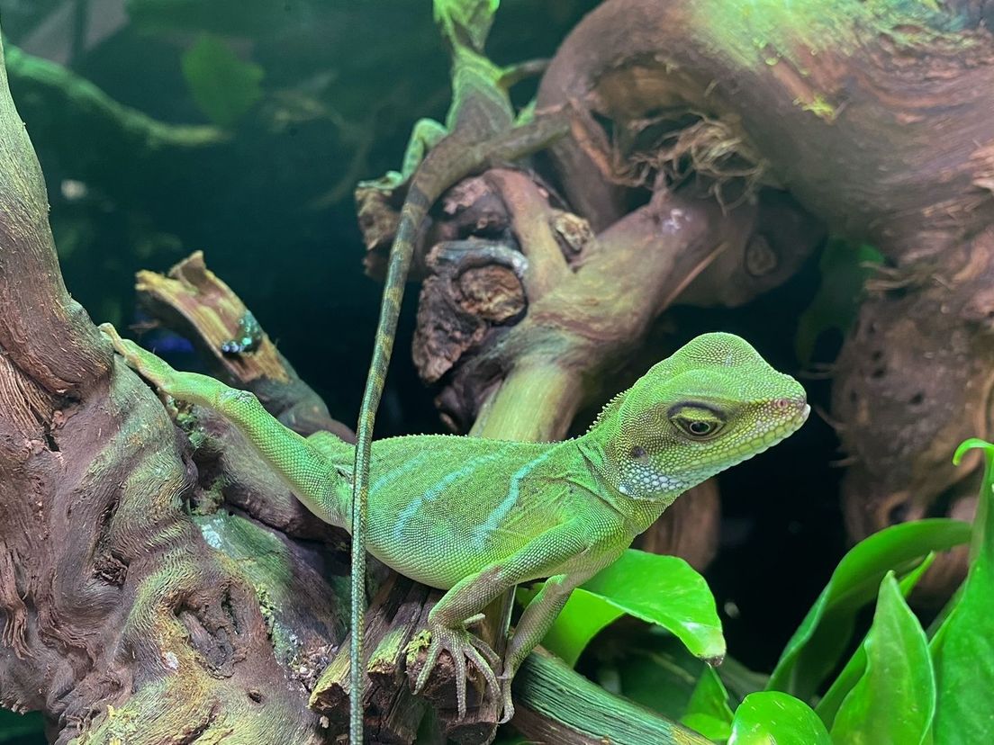 Luister terug: De Kaaiman 15 juni 2022 - Rijnmond