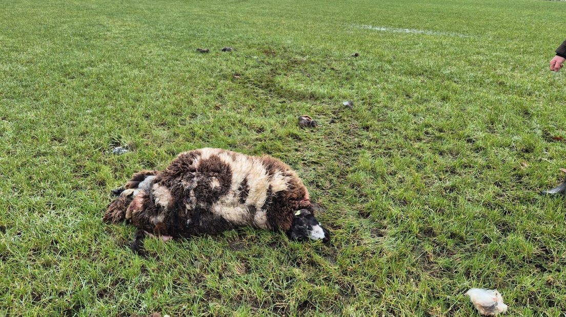 Zestig dode schapen rond Grolloo, wolvenconsulent waarschuwt voor meer ...