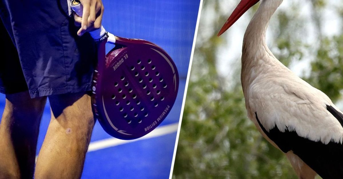 Ruzie over nestpaal voor ooievaars en padelbanen: 'Slag verloren, de ...