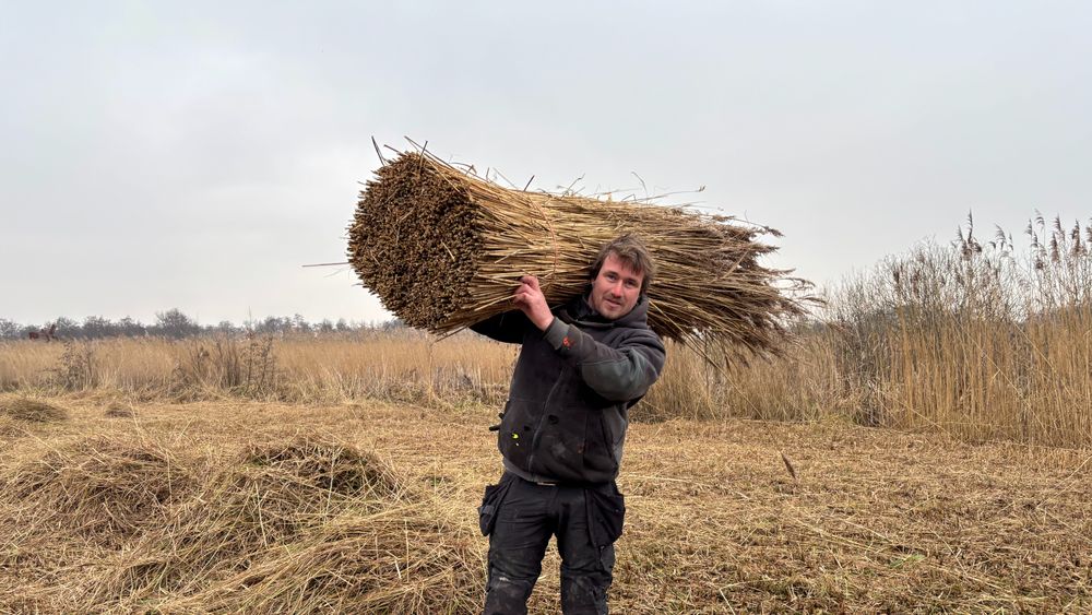 Vader en zoon rietsnijders slaan alarm: 'Lokaal riet verdwijnt door ...