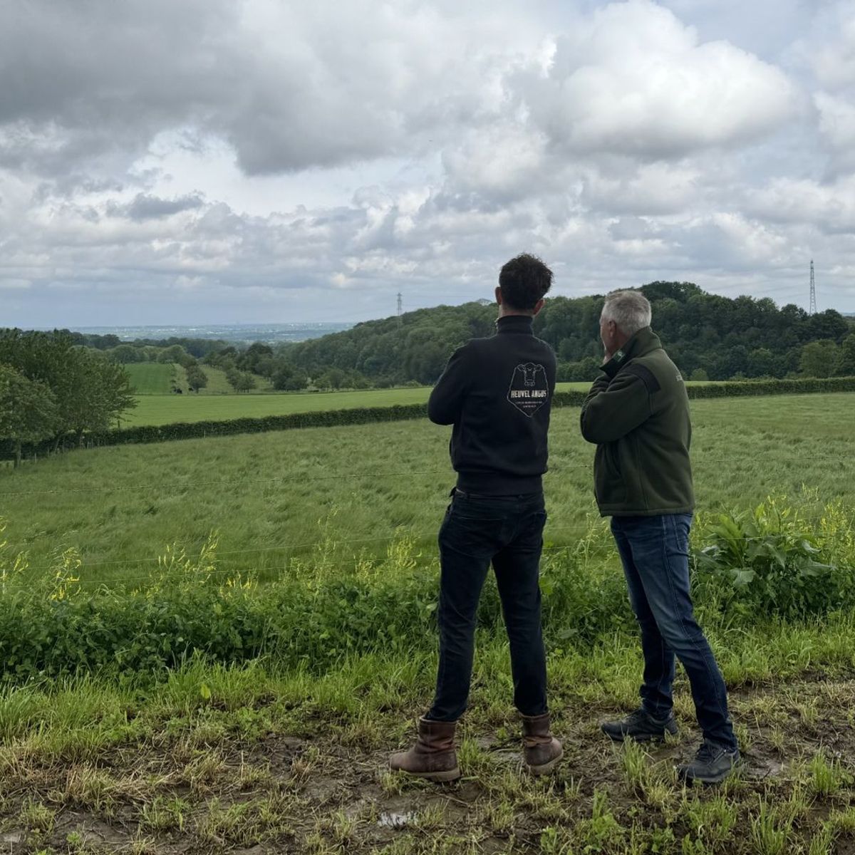 Simpelveldse boer laat koeien natuur onderhouden - L1 Nieuws