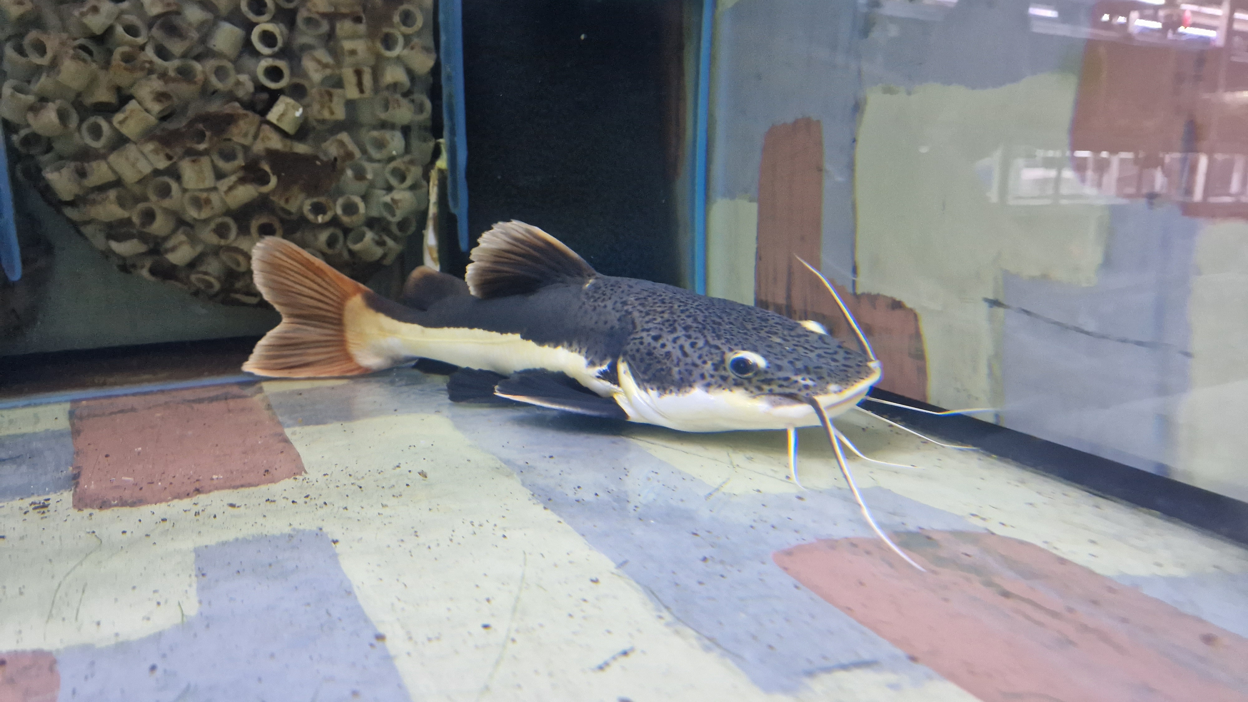 Van goudvis tot rog of kreeft: het vissenasiel in Sliedrecht vangt ...