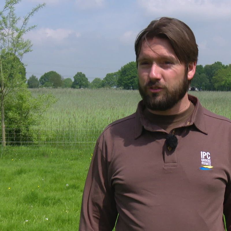 Drentse reeënstand niet beïnvloed door wolf - RTV Drenthe