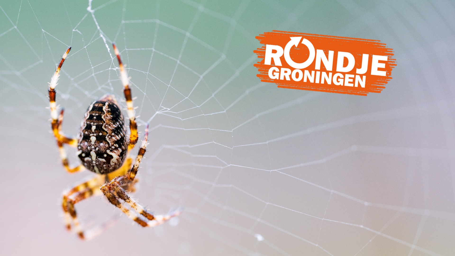 Rondje Groningen: Eén spin zorgt voor 1,5 week vertraging - RTV Noord