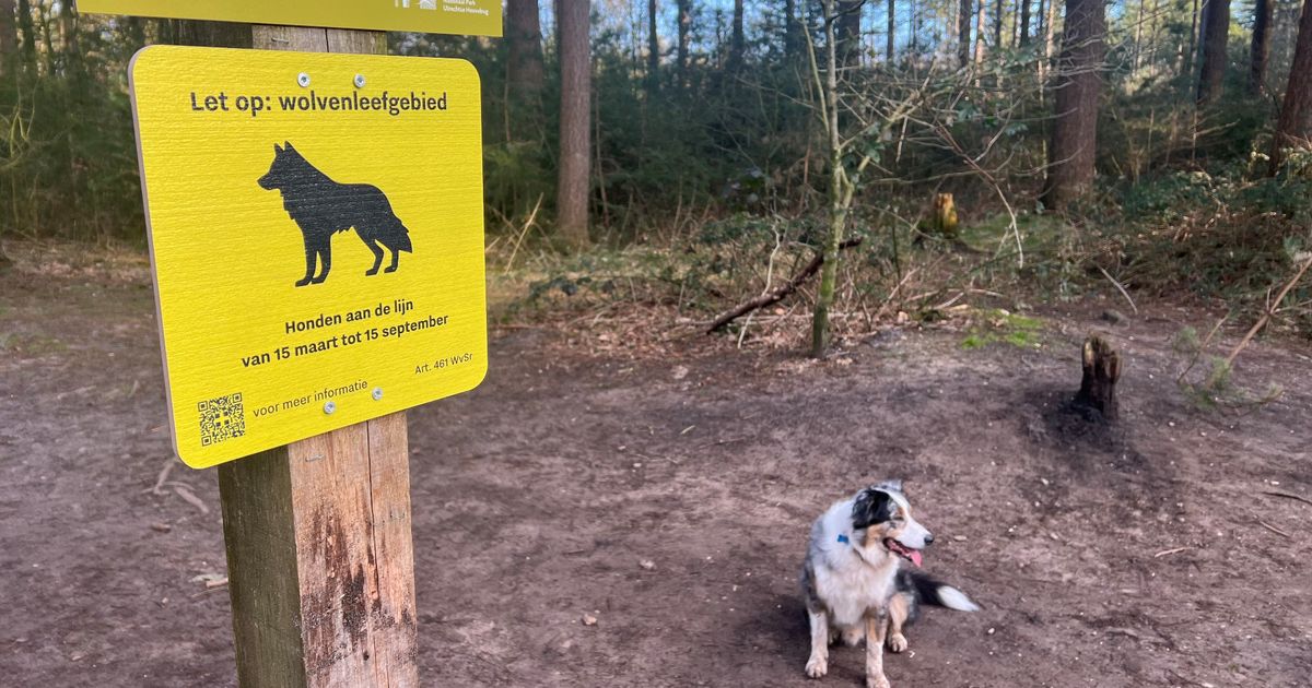 Aanlijnplicht vanwege wolf onder vuur: 'Stress en gedragsproblemen bij ...