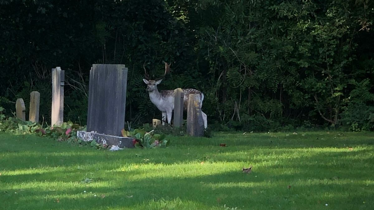 Waarschuwing voor hert in woonwijken Vlissingen: 'Laat het dier met ...