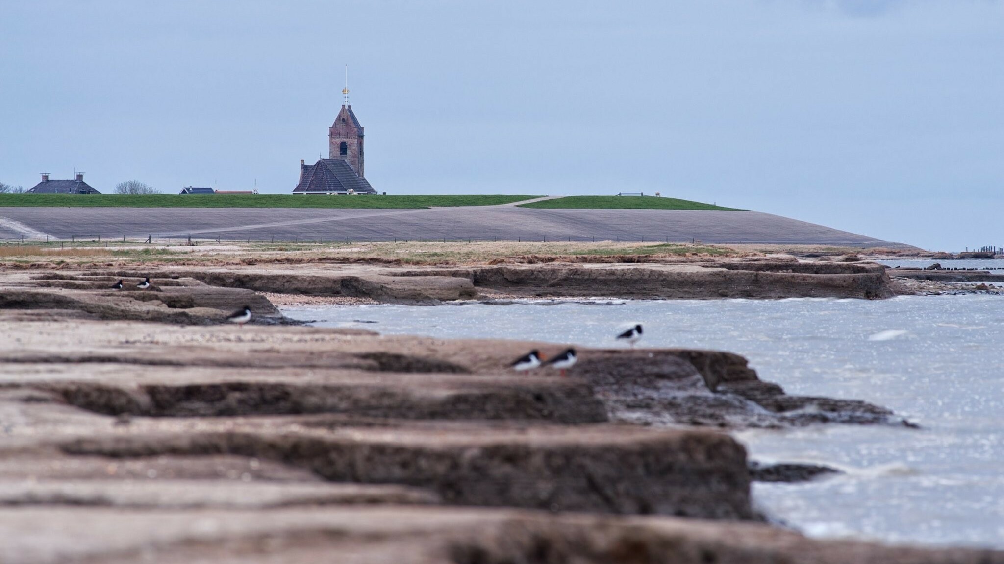 Rijkswaterstaat werkt aan het redden van de kwelder bij Wierum - Omrop Fryslân