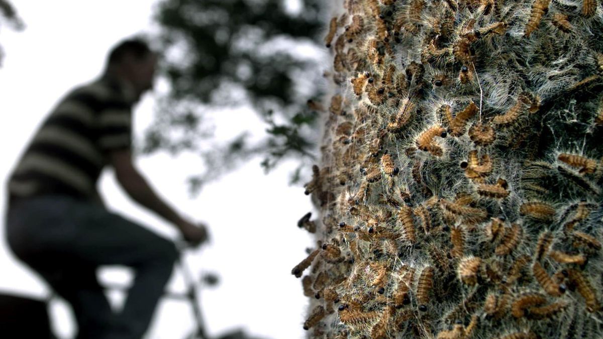 Overlast van eikenprocessierups begint vroeger dit jaar - RTV Drenthe