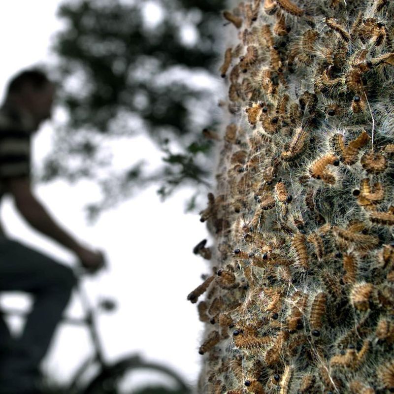 Overlast van eikenprocessierups begint vroeger dit jaar - RTV Drenthe