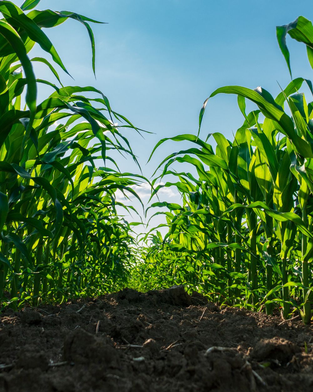 'Rotterdammer opgepakt na vondst dode man in maïsveld' - Rijnmond