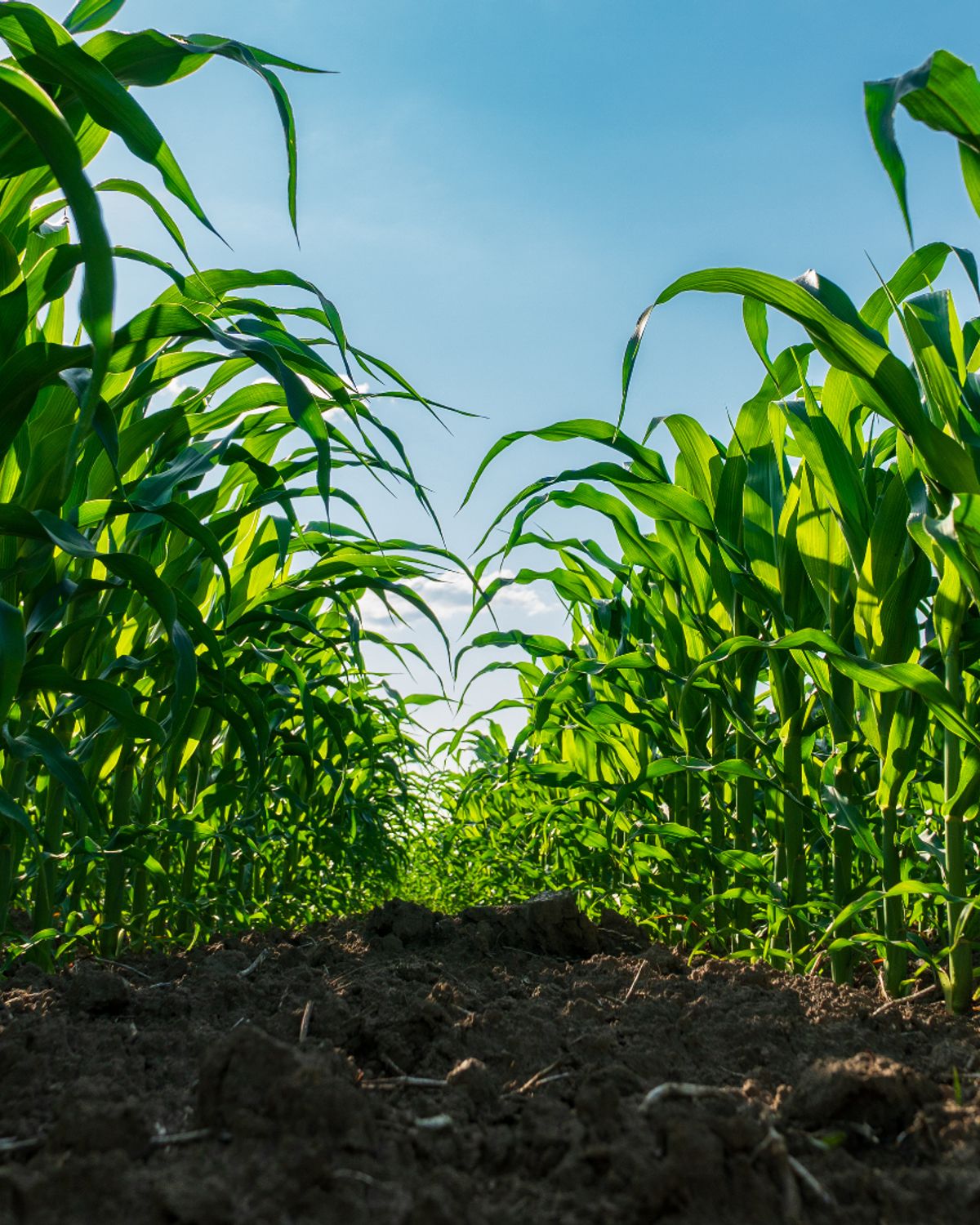 'Rotterdammer opgepakt na vondst dode man in maïsveld' - Rijnmond
