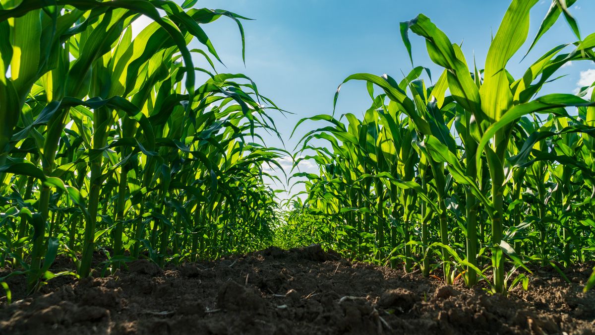 'Rotterdammer opgepakt na vondst dode man in maïsveld' - Rijnmond