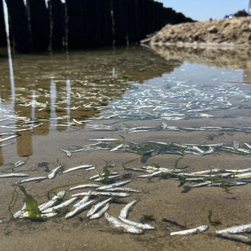 Strand vol dode vissen zorgt voor stormloop op vishengels: eigenaar ...
