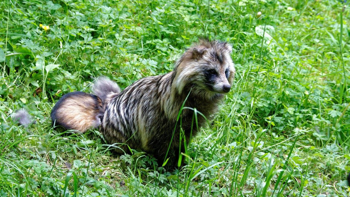 Wasbeerhond duikt vaker op, maar is niet welkom - RTV Drenthe