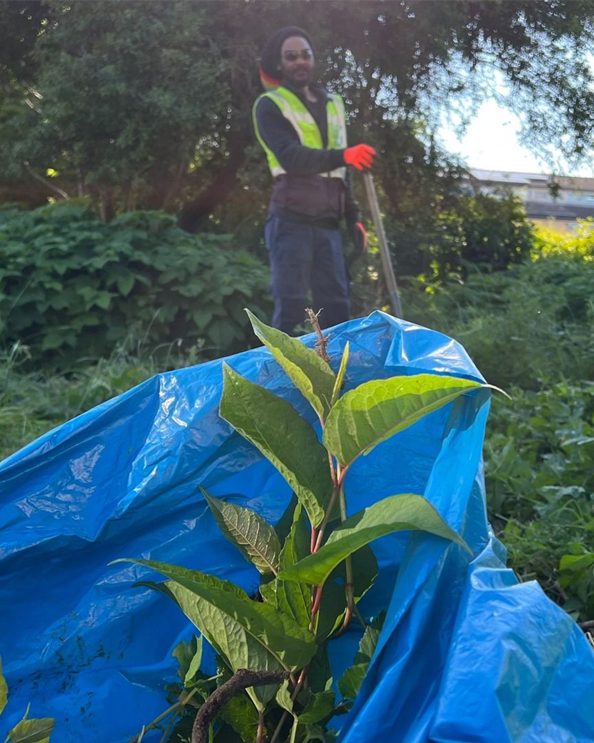 VIDEO: Japanse duizendknoop houdt gemeente Leeuwarden sterk bezig ...