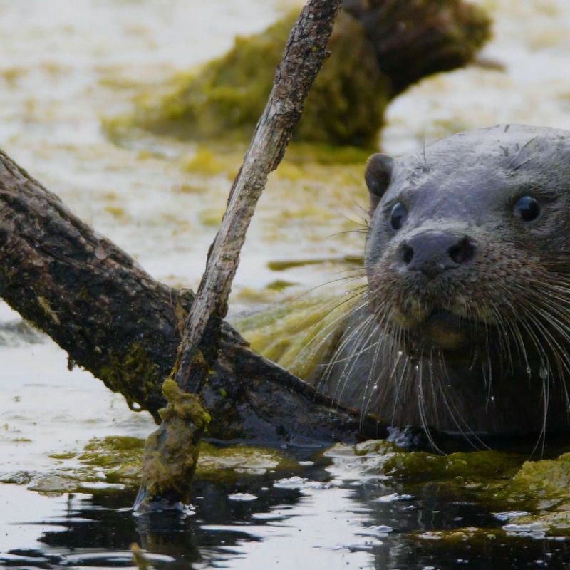 Film over de otter in DOCNOORD: de terugkeer van een legende - RTV Noord